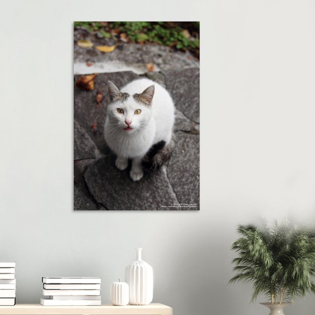 Yellow Eyes Cat - Japan - Premium Matte Paper Poster - Etsy