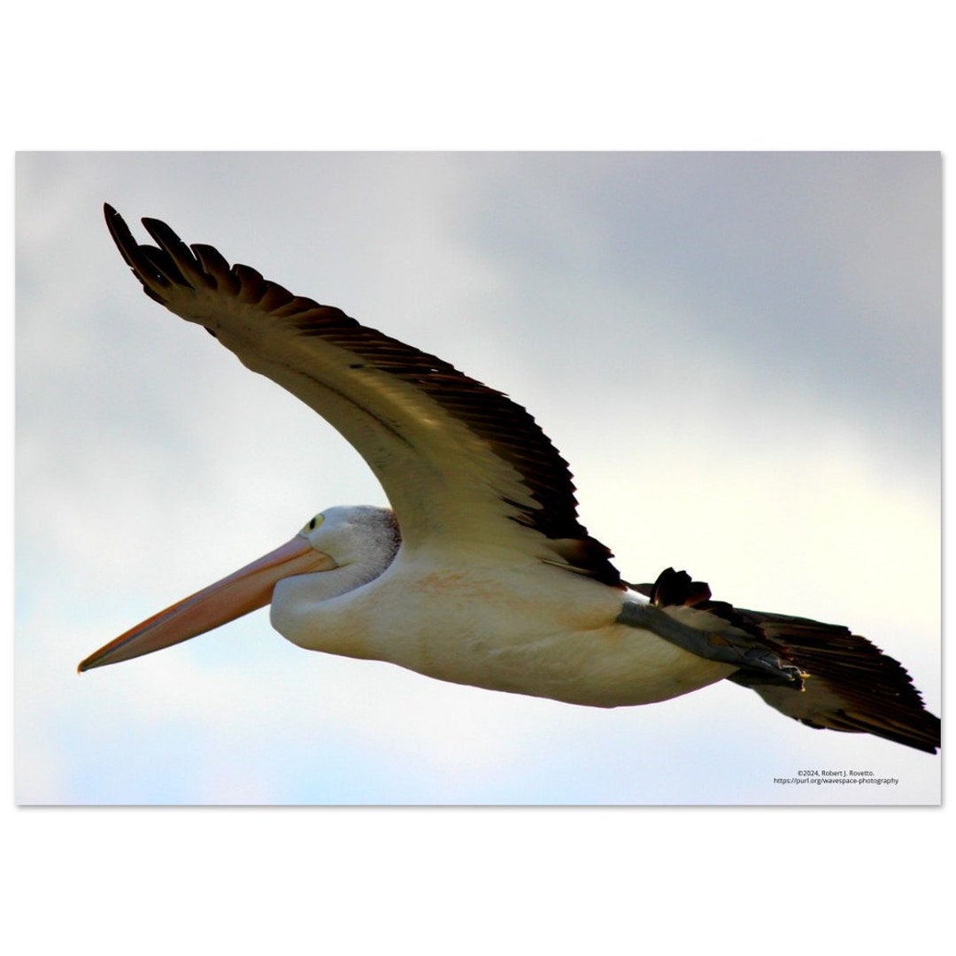 Bateman's Bird in Flight - Premium Semi-glossy Paper Poster - Etsy