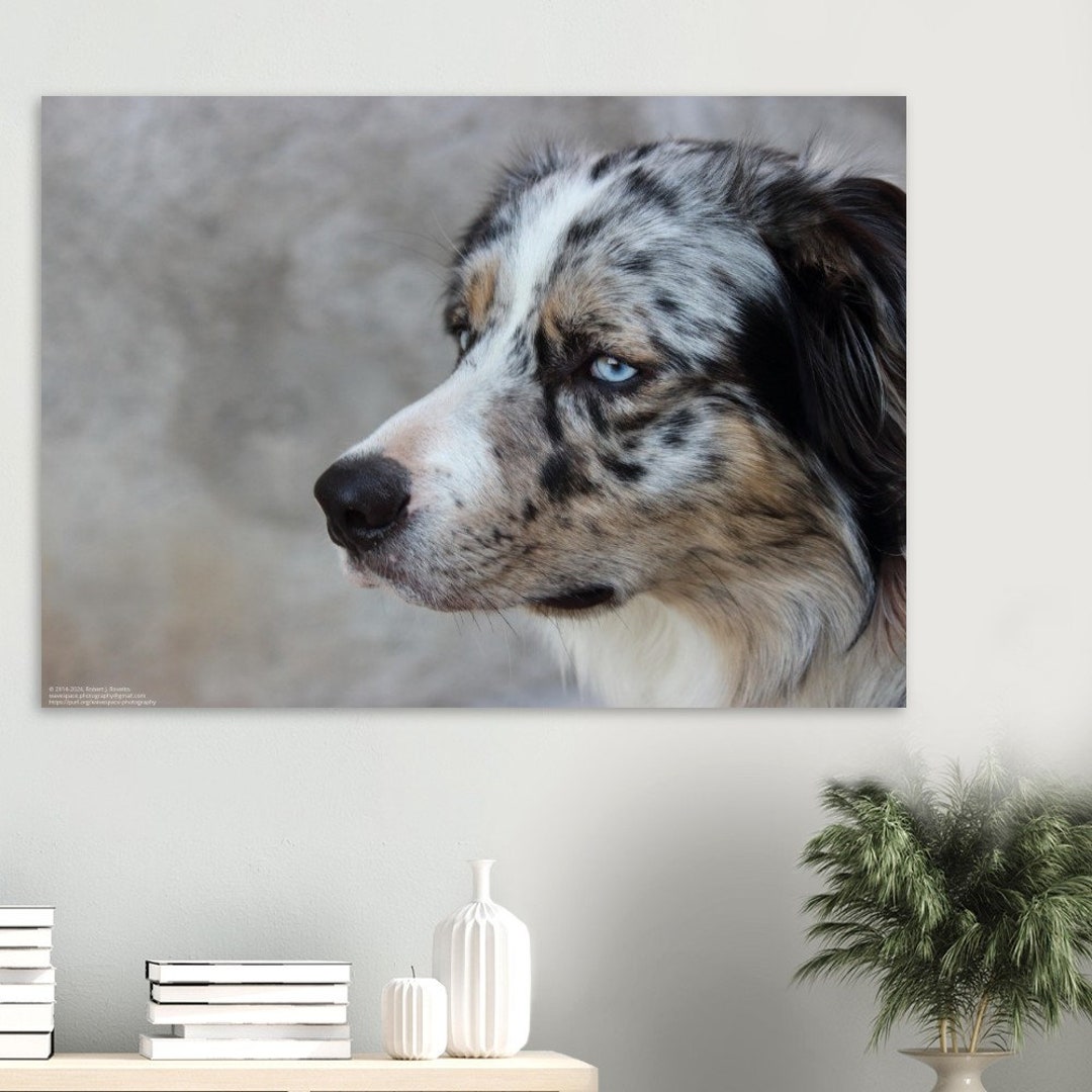 Blue Eye Dog - Premium Semi-glossy Paper Poster - Etsy