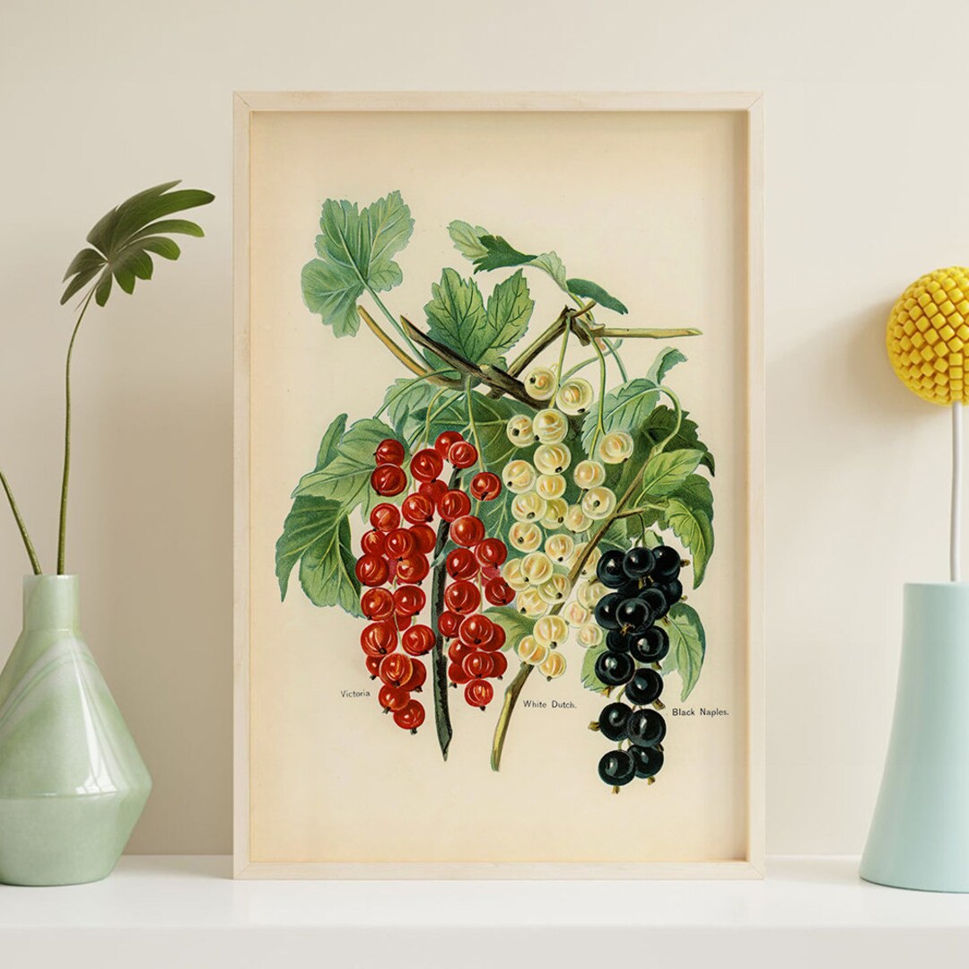 Vintage Fruit Botanical Art Photo Paper Poster, HD Poster Print ...