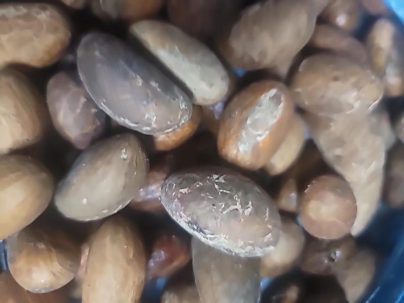 Organic African Bitter Kola (garcinia Kola) 12pics -- USA SELLER - Etsy