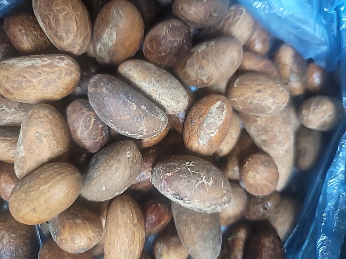 Organic African Bitter Kola (garcinia Kola) 12pics -- USA SELLER - Etsy