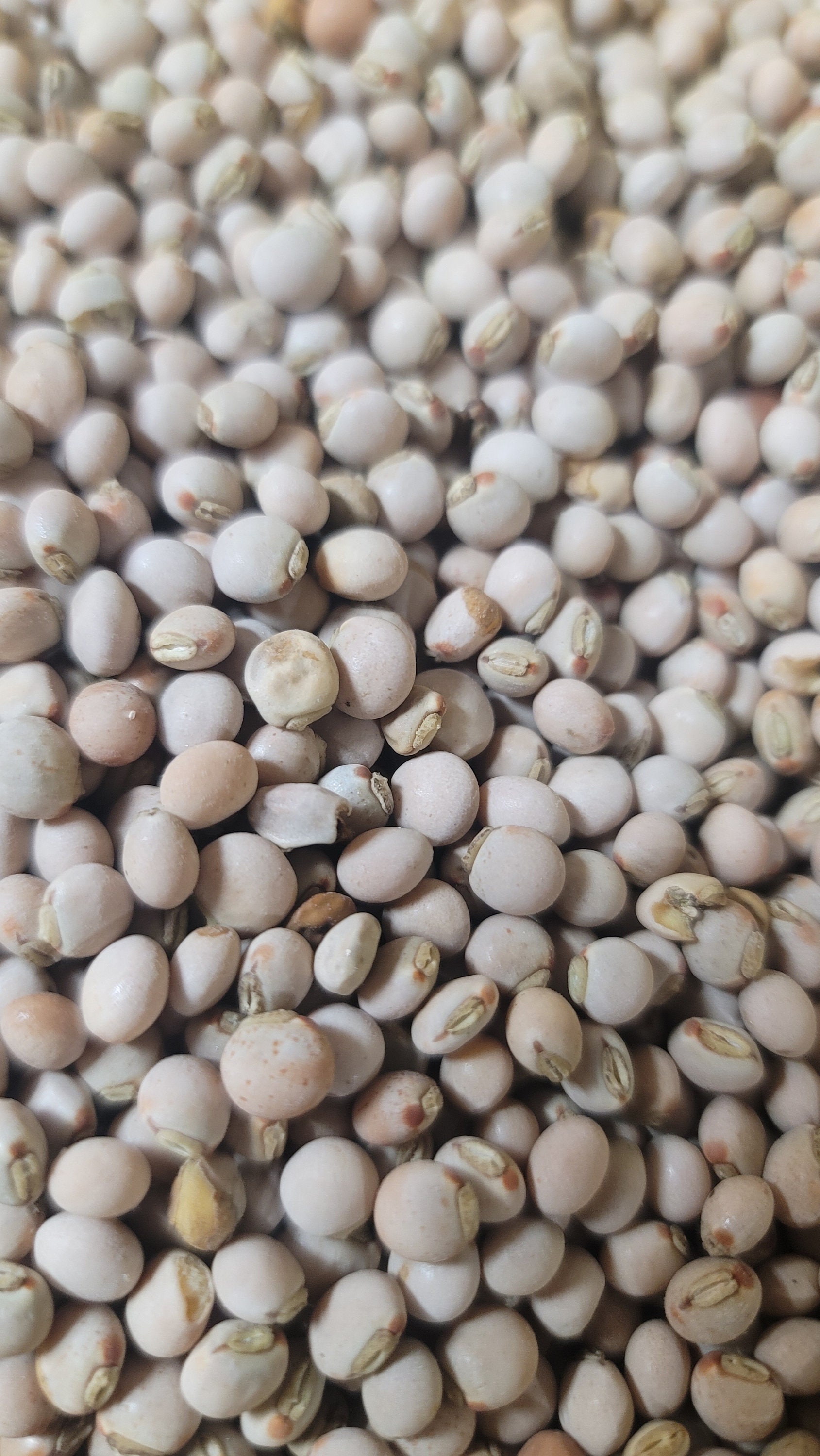 Organic Pigeon Peas,fio-fio . - Etsy