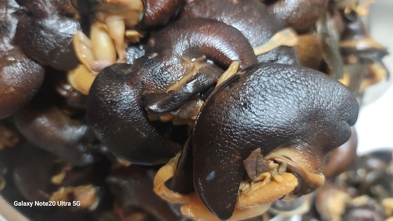 10pcs, Snails Fresh Dried Very Very Cleaned and Ready to Cook!! - Etsy