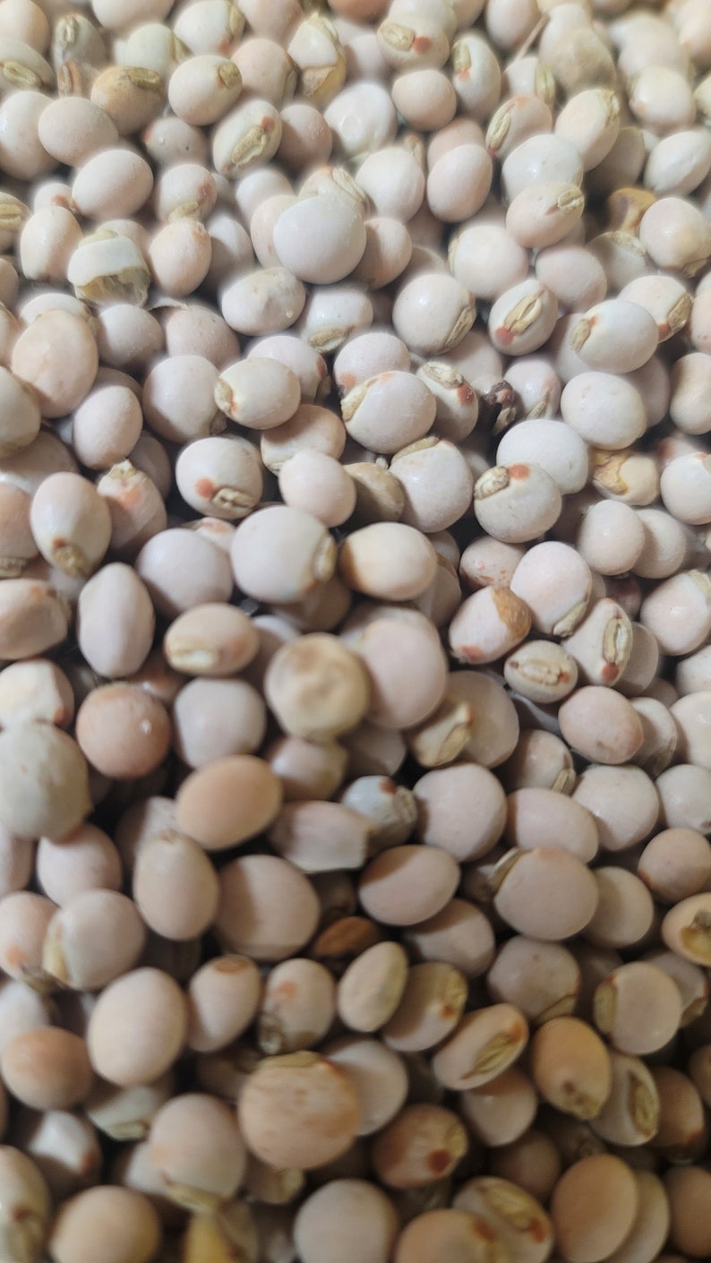 Organic Pigeon Peas,fio-fio . - Etsy