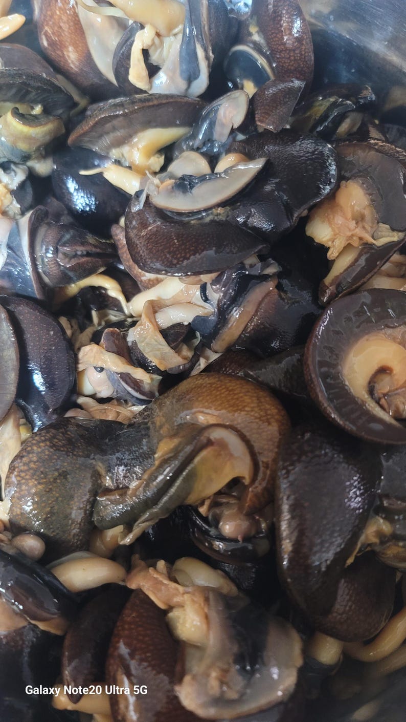 8pcs, Snails Fresh Dried Very Very Cleaned and Ready to Cook!! - Etsy