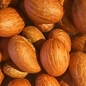 Organic African Bitter Kola (garcinia Kola) 12pics -- USA SELLER - Etsy