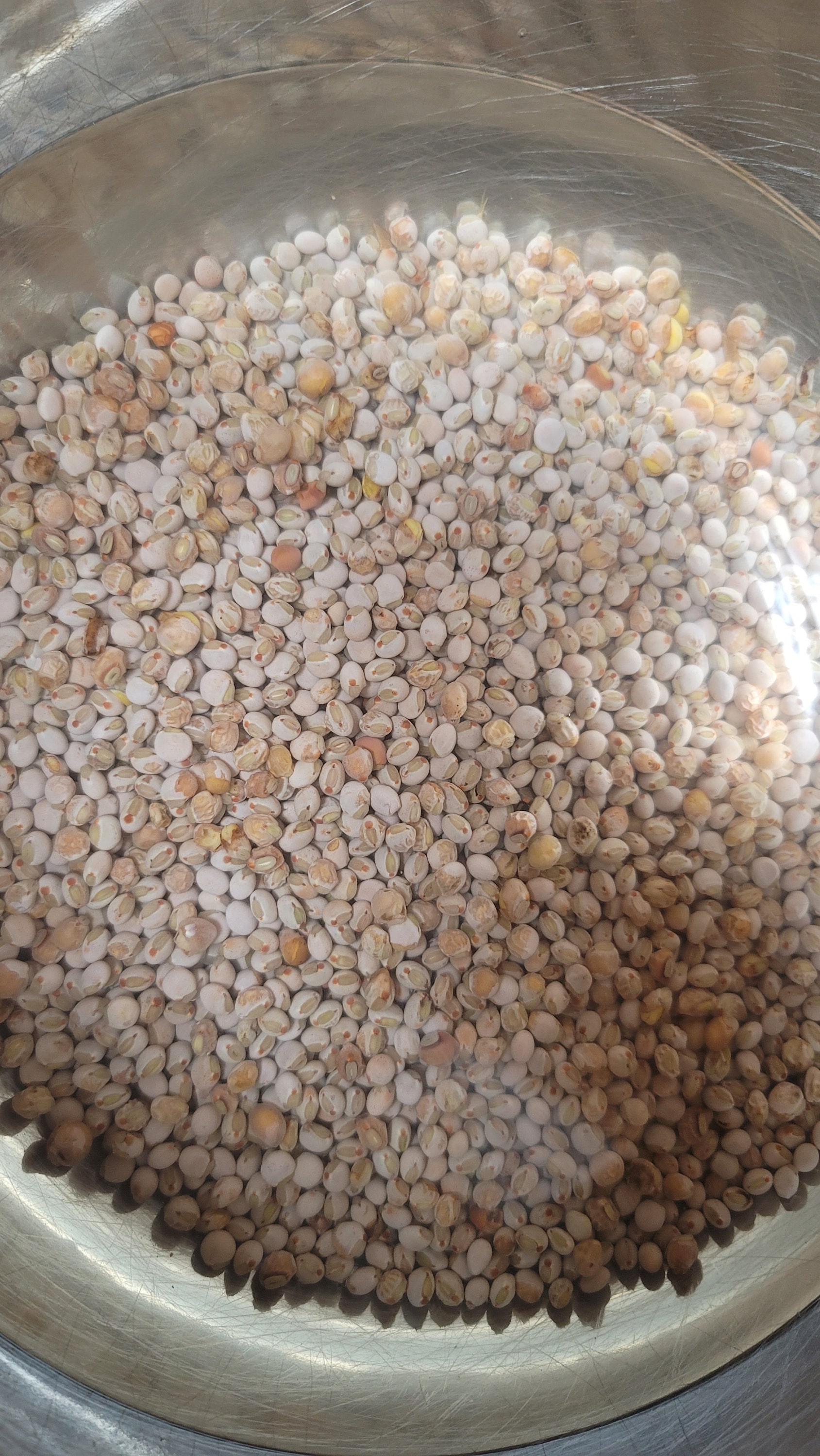 Organic Pigeon Peas,fio-fio . - Etsy