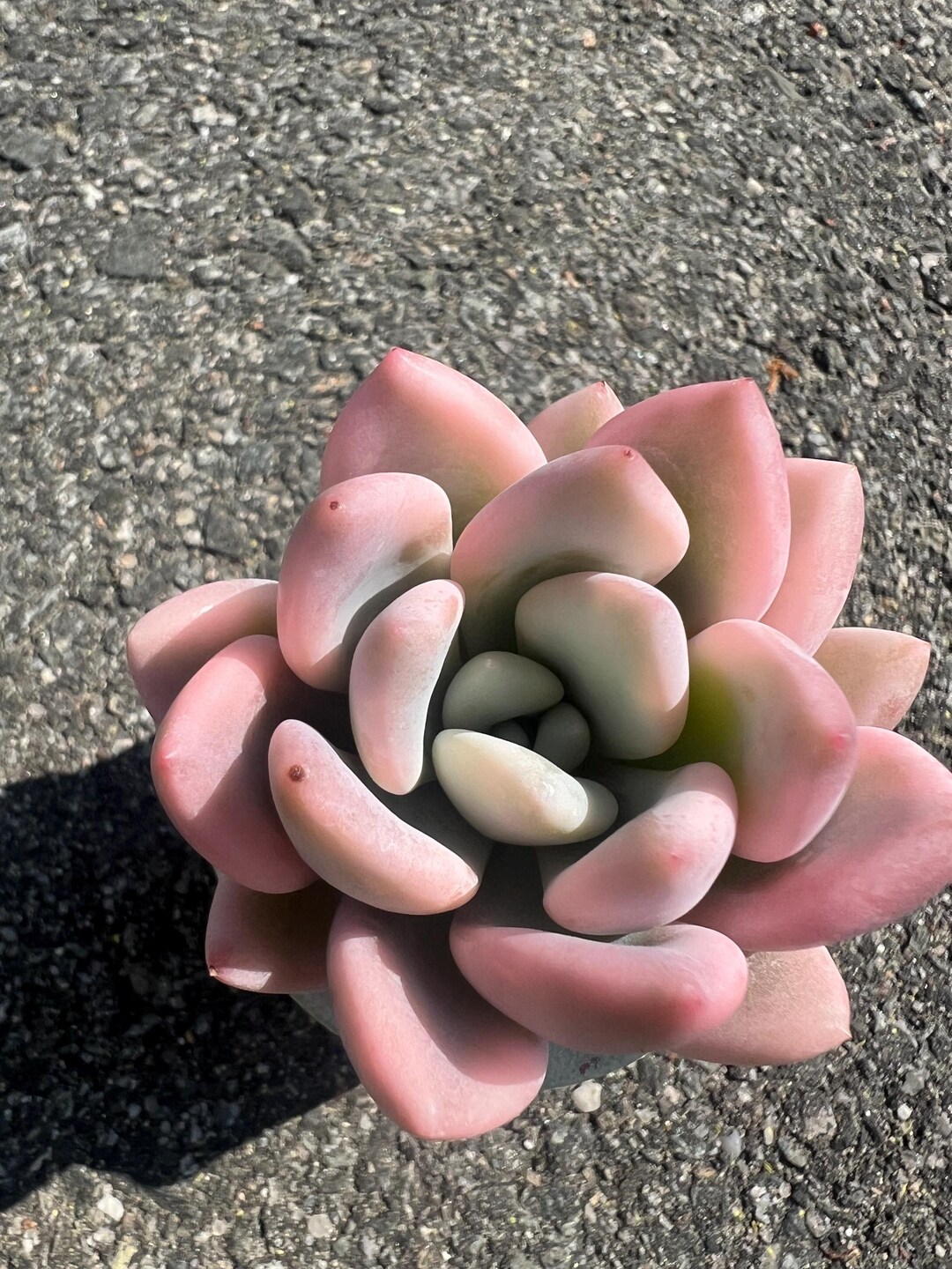 Rare Succulents Imported From Korea Graptoveria 'opalina' Var. 2" - Etsy