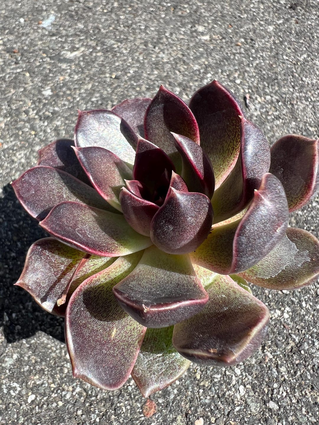 Rare Succulents Imported From Korea Echeveria Psyche 2.5" - Etsy