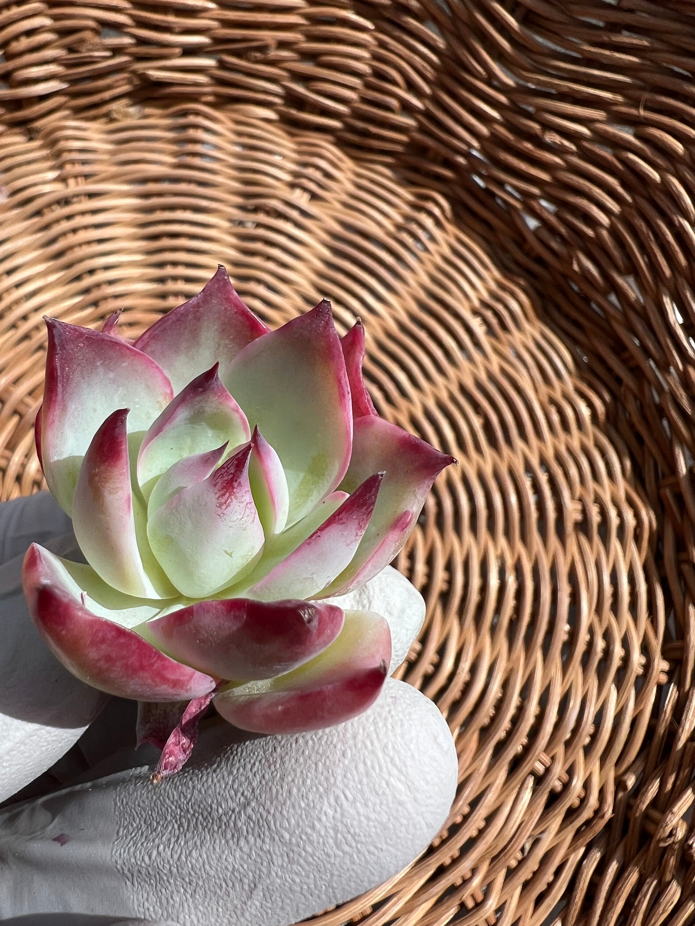 Rare Succulent Echeveria Agavoides 'casio'1 Inch - Etsy