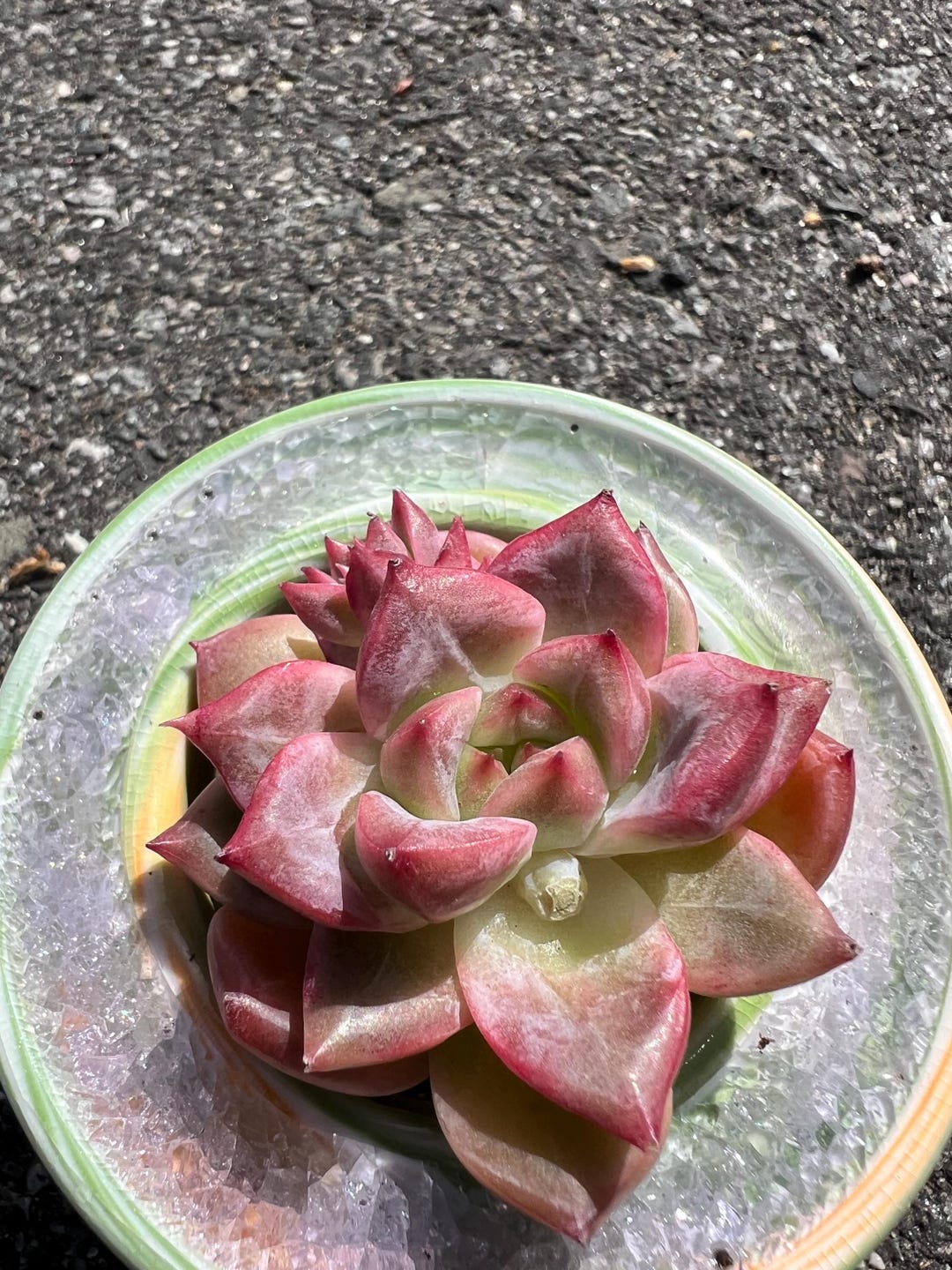Rare Succulents Imported From Korea Echeveria Body Pink 1.5" - Etsy