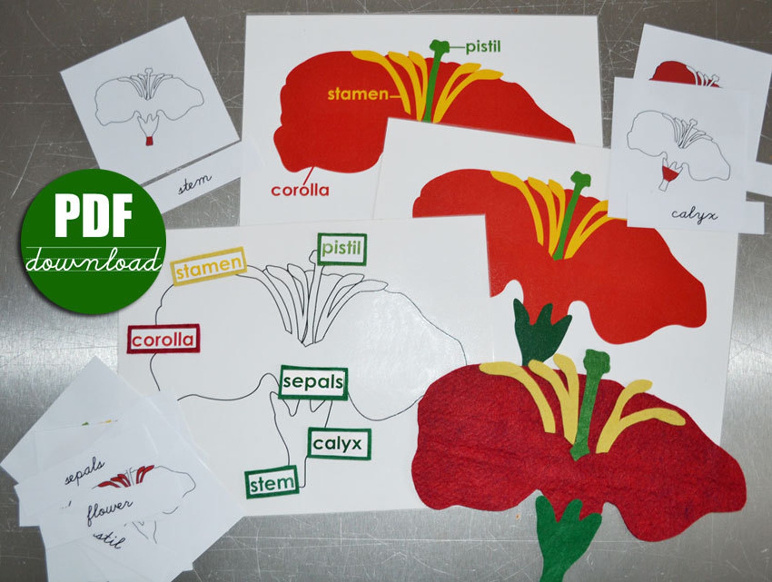 DIGITAL Printable PDF Download to Make Montessori Botany Felt Parts of ...