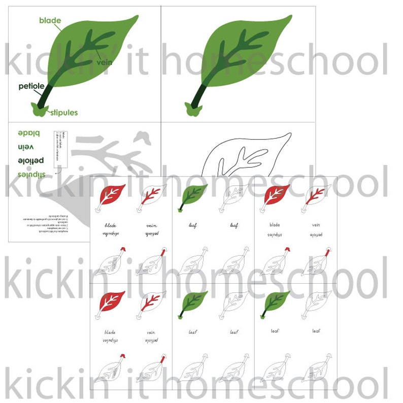 DIGITAL Printable PDF Download to Make Montessori Botany Felt Parts of ...