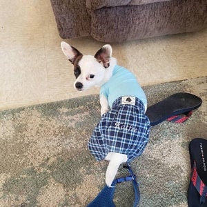 Dog Shorts Dog Boxer Shorts Dog Pants Dog Pantsplaid Dog | Etsy