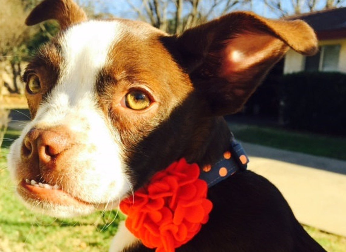 Dog Collar Flowerflower for Dog Collar Flowers for Dog - Etsy