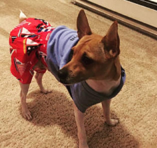 Dog Shorts Dog Boxer Shorts Dog Pants Dog Pantsplaid Dog | Etsy