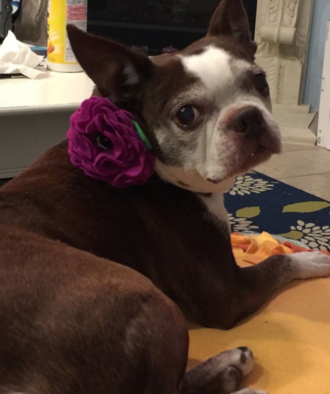 Dog Collar Flowerflower for Dog Collar Flowers for Dog - Etsy