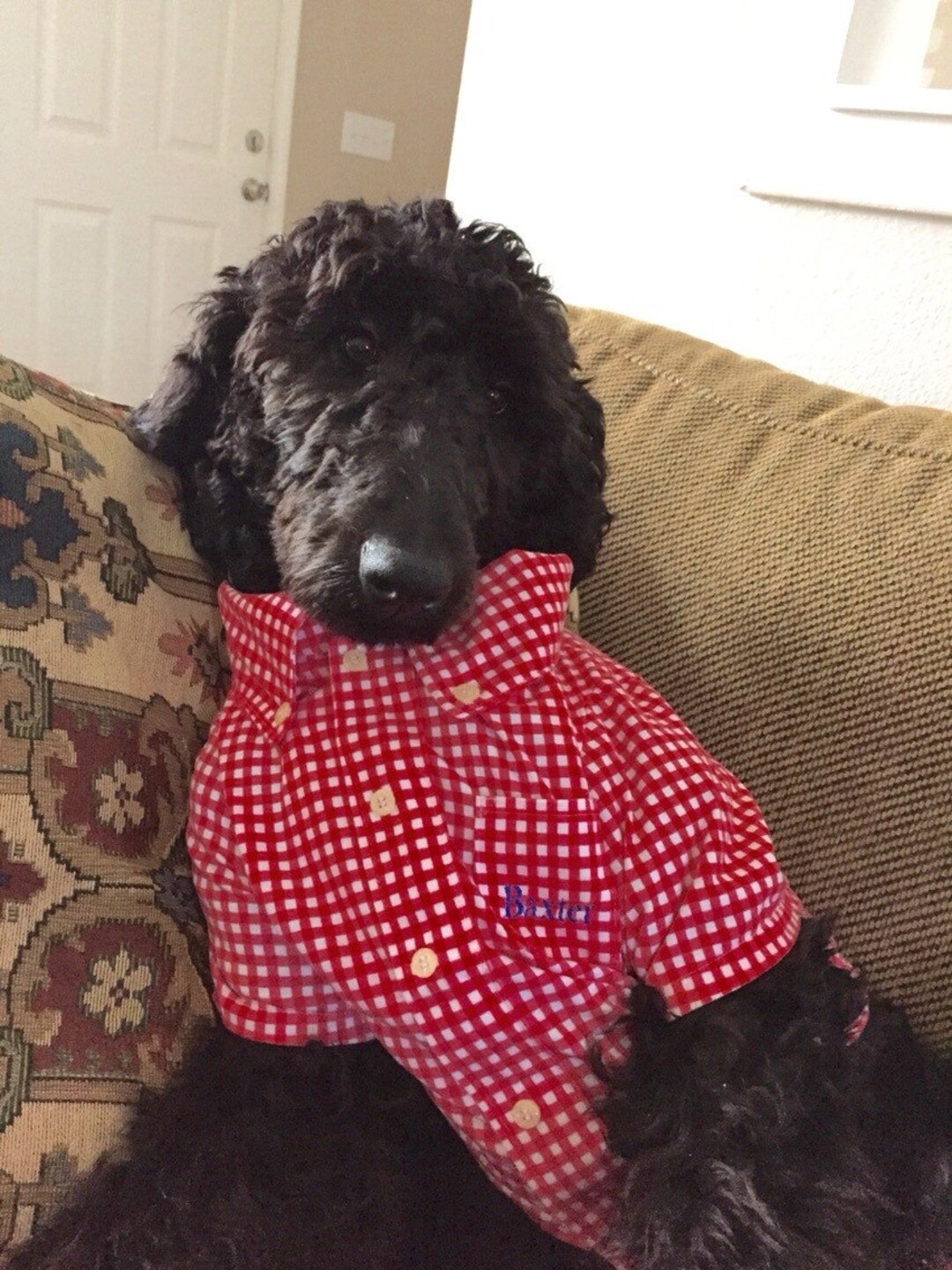 Dog Shirt With Button Down Collar,preppy Dog Shirt, Gingham Dog Shirt ...