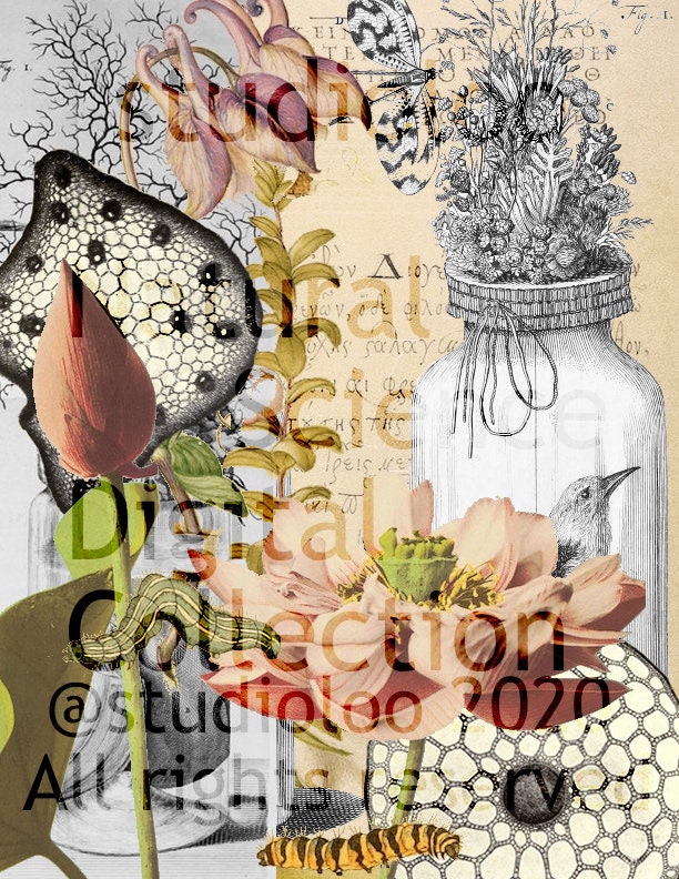 Colección de Ciencias Naturales 1 Collage Digital Descargar | Etsy España