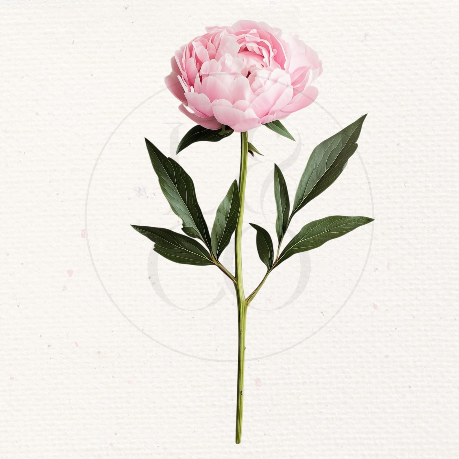 Pink Peonies Clipart – 16 Realistic Floral Pngs With Flat Lays and ...