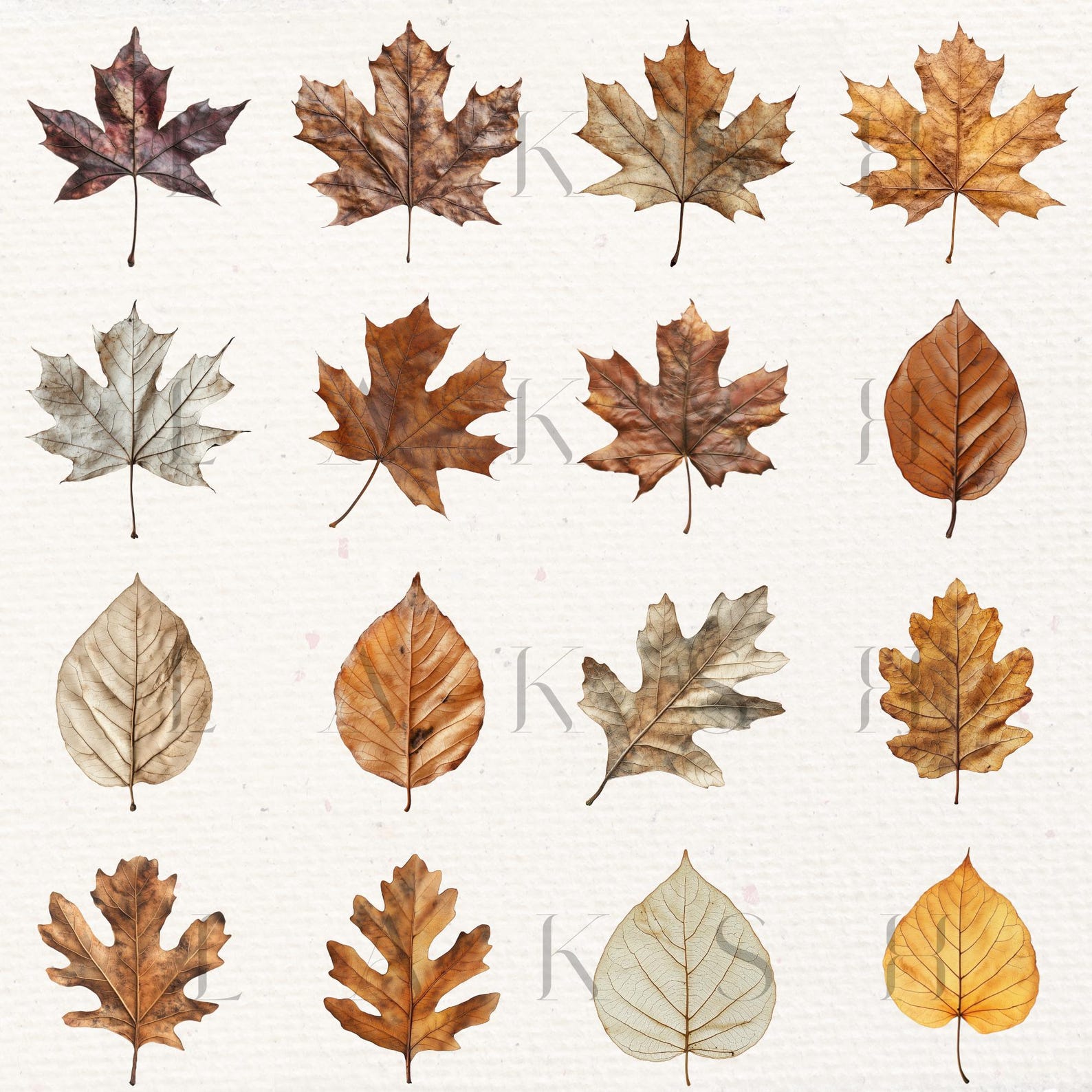 28 Dried Autumn Leaves Clip Art | Fall, Fall Leaves, Fall Decor, Fall ...