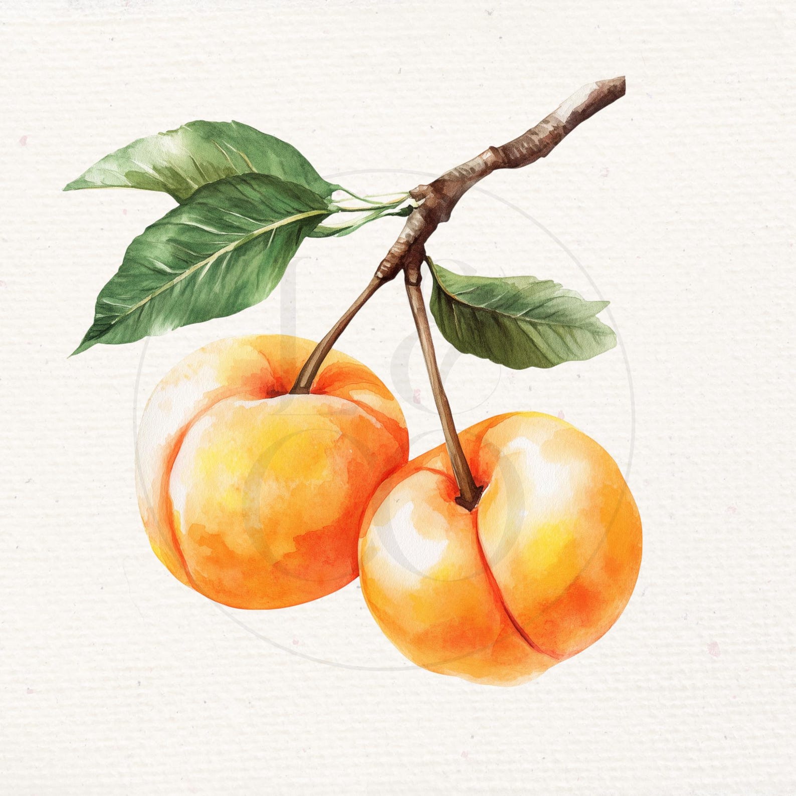 Watercolor Spring Fruit Clipart – 34 PNG Illustrations (digital ...