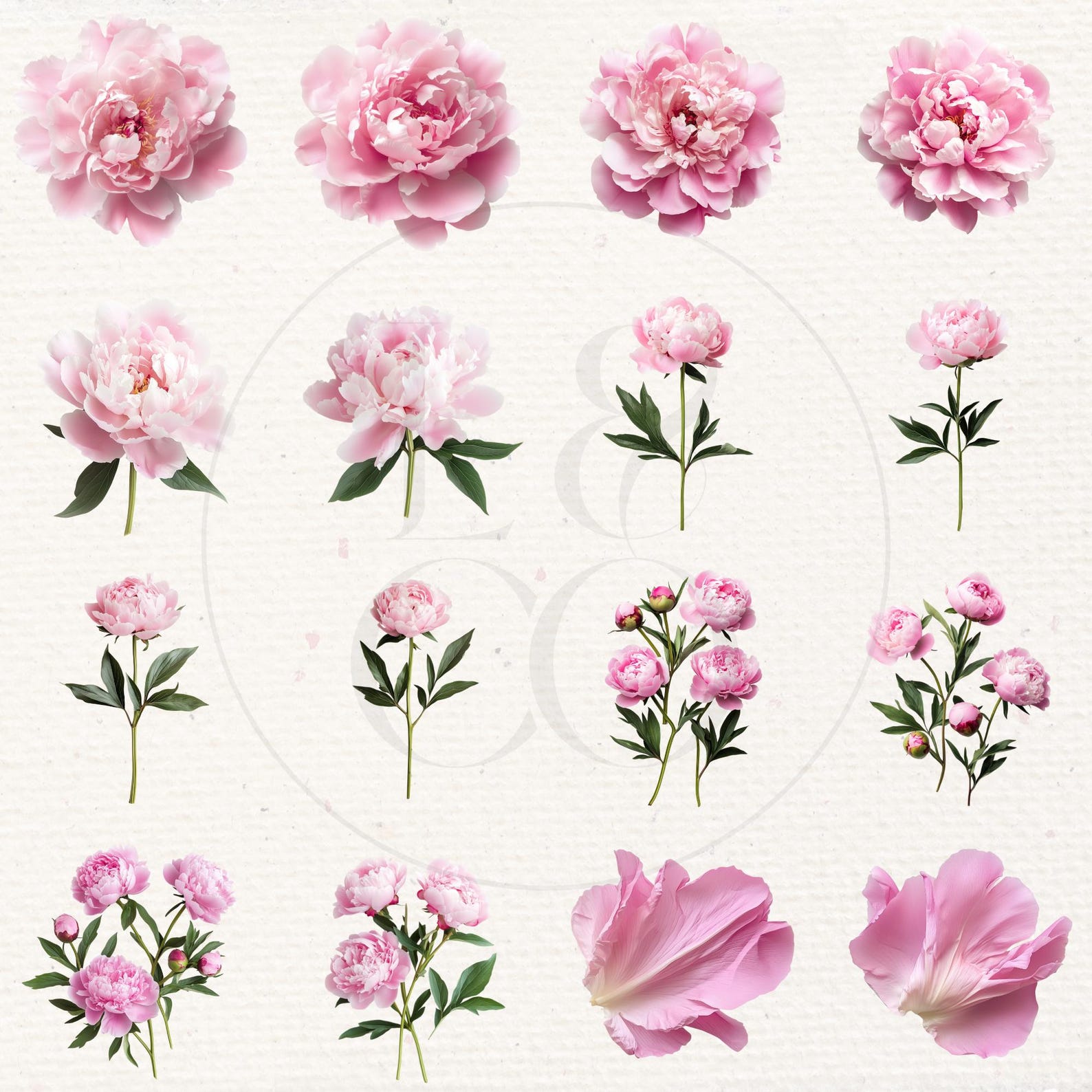 Pink Peonies Clipart – 16 Realistic Floral Pngs With Flat Lays and ...