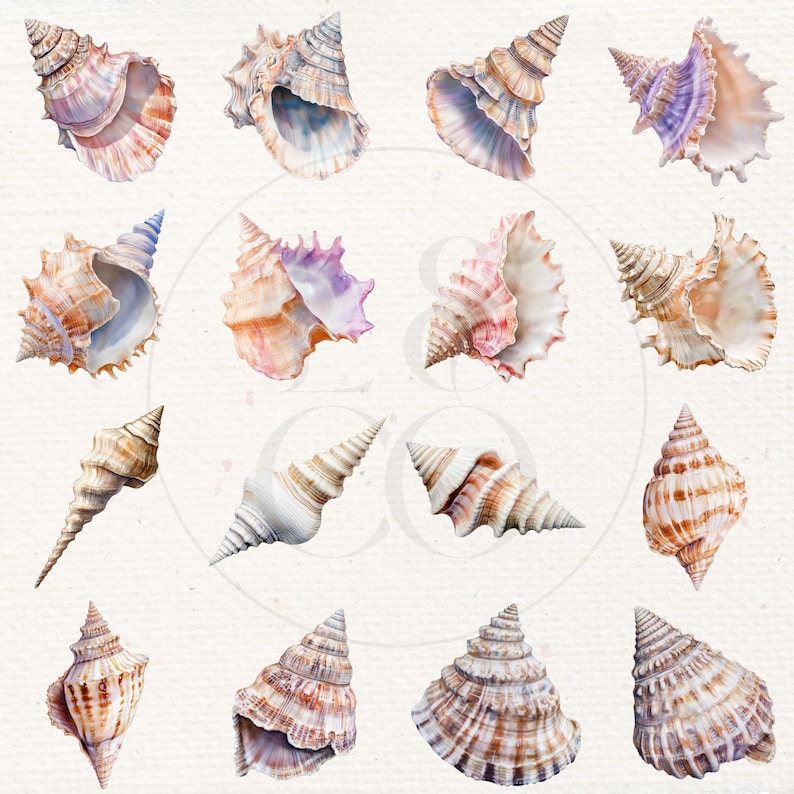 Seashell Watercolor Clipart Bundle – Beach, Ocean, Coastal (PNG) - Etsy