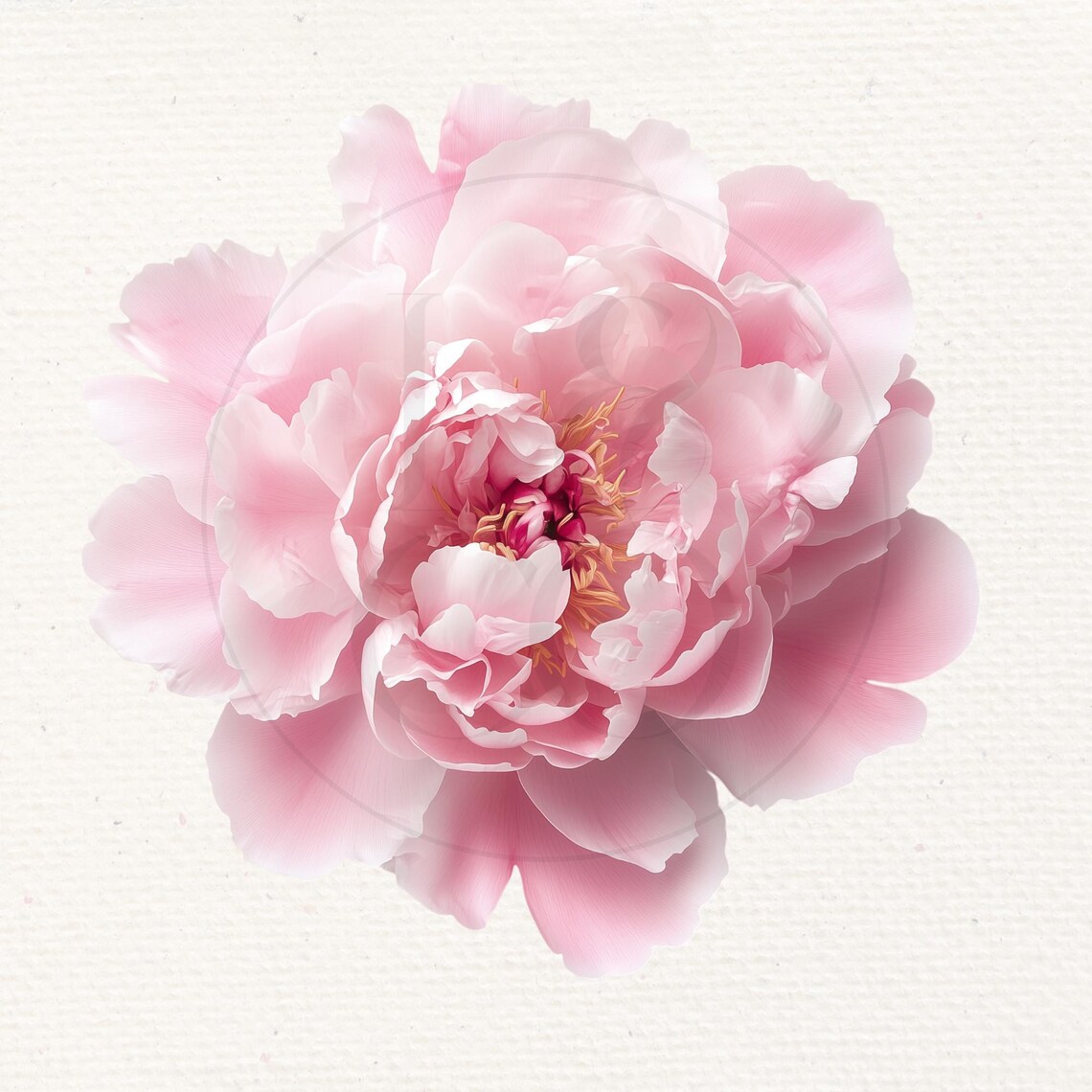 Pink Peonies Clipart Set – 16 Floral Pngs (digital Download) - Etsy