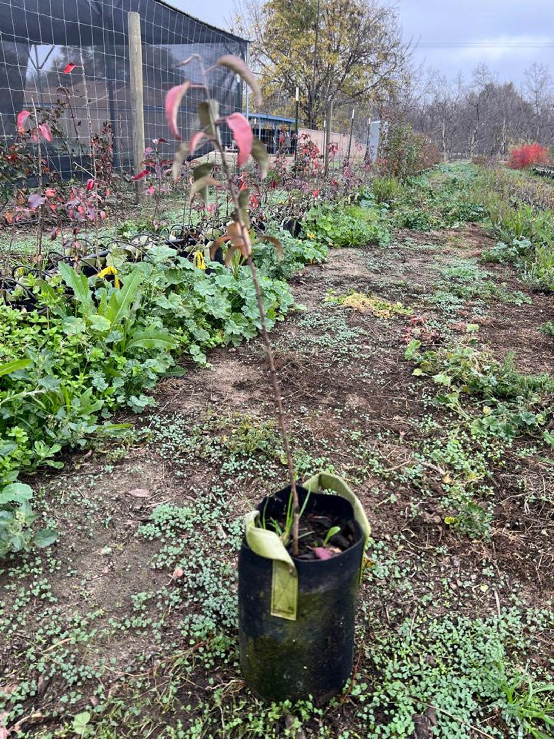 Pear Rootstock, Fruit Rootstock, Well Rooted Live Plant, Fruit Tree - Etsy
