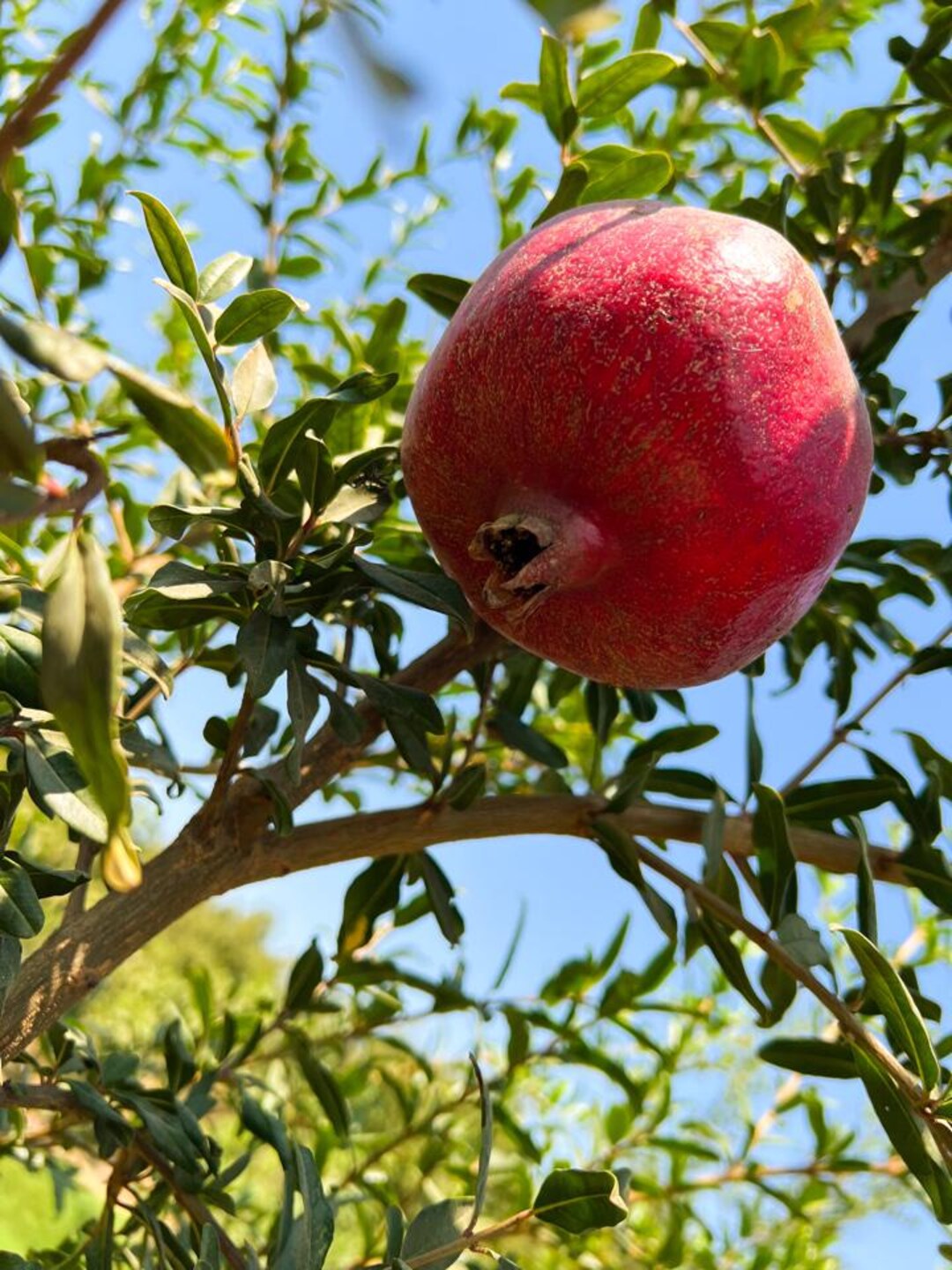 Pomegranate Tree - Austin Well Rooted Live Plant, Outdoor/indoor Tree ...