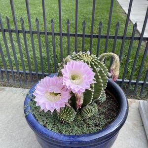 Easter Lilly Cactus Live Plant Backyard Decor - Etsy