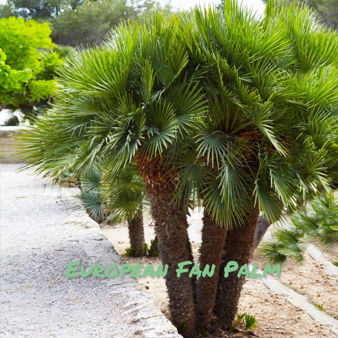European Fan Palm, Potted Trees, Rooted Trees, Landscaping Tree, Potted ...