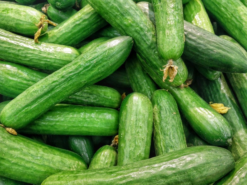 Straight 8 Cucumber Seed Heirloom, Non-gmo, Fast Shipping, Food ...