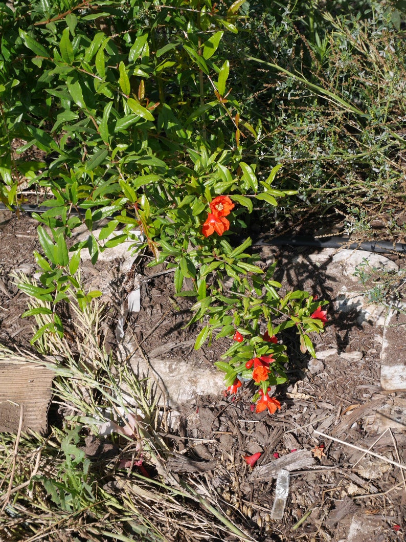Eversweet Pomegranate Tree: Sweet, Seedless Fruit - Live Plant - Etsy