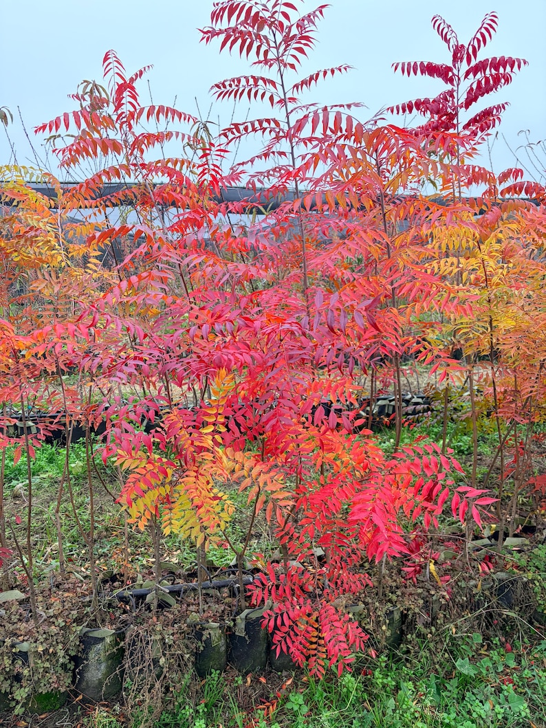 Chinese Pistachio Tree, Well Rooted Live Plant, Fall Color - Etsy