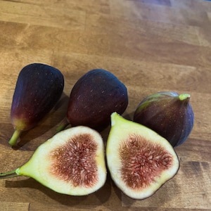 Fig Tree - Texas Blue Well Rooted Live Plant, Drought Tolerant Tree ...