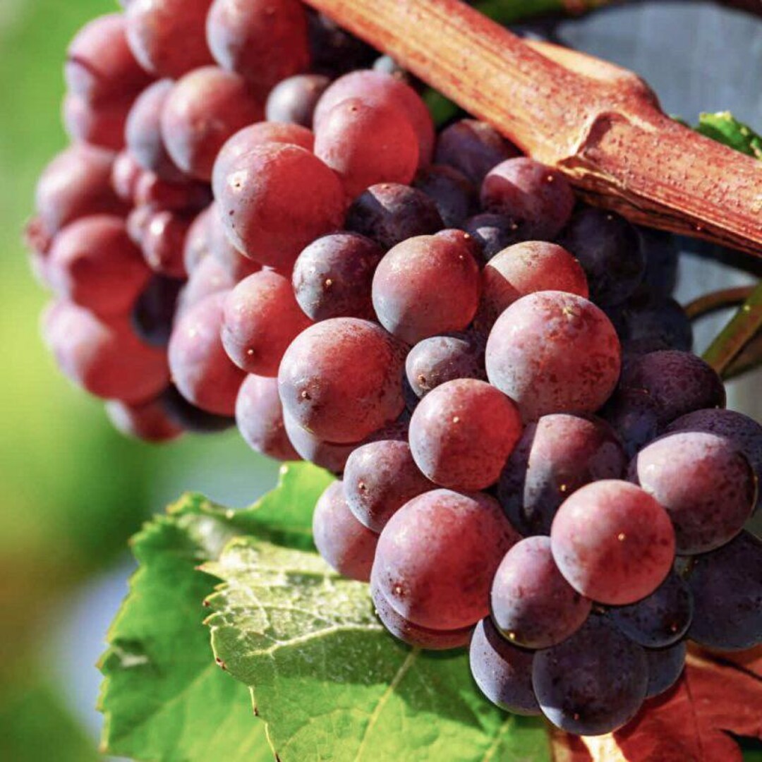 Flame Grape Vine: Sweet Red Grapes, Well-rooted Live Plant - Etsy