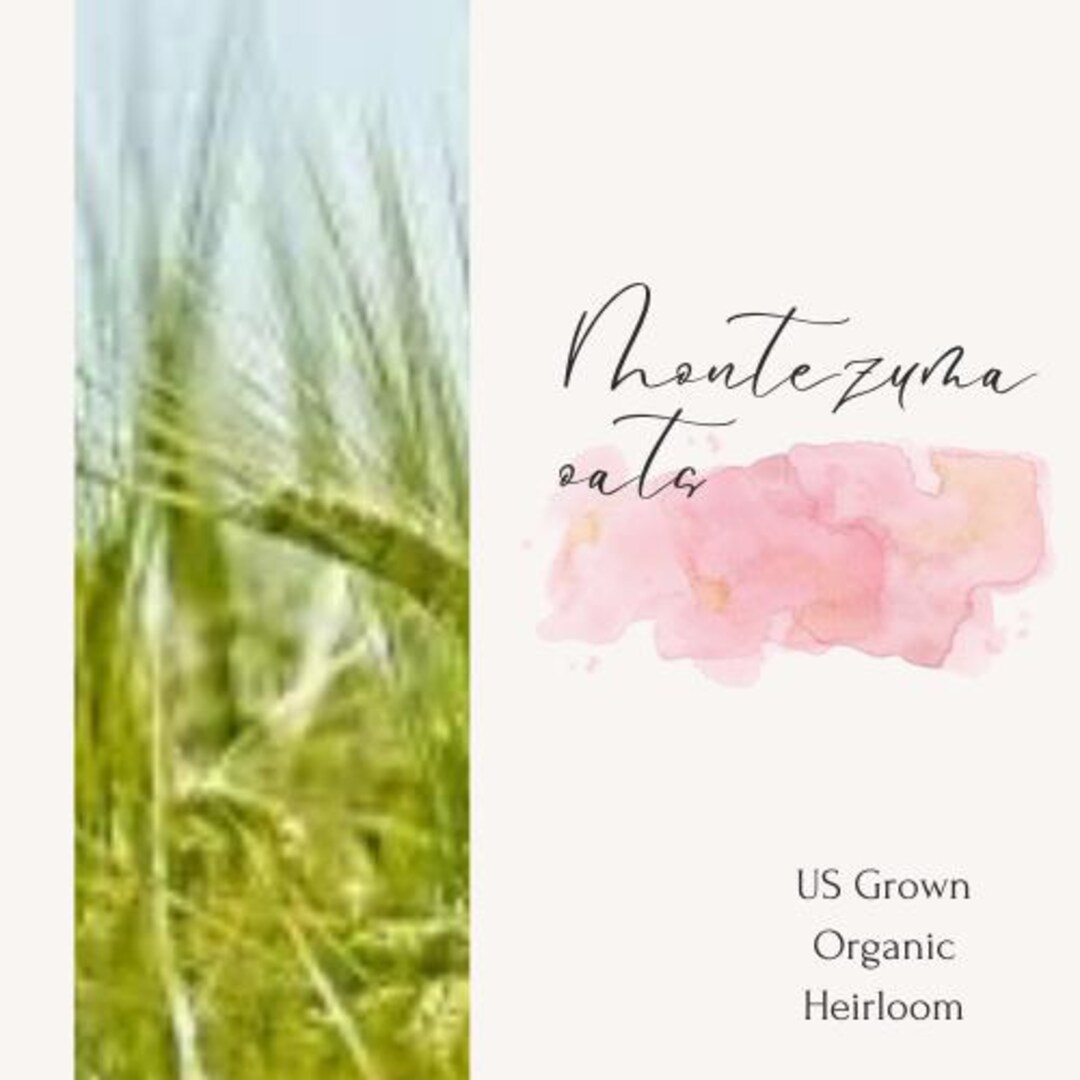 Montezuma Oats Heirloom, Non-gmo, Cover Crop, Natural Pest Control ...