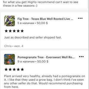 Fig Tree - Conadria Well Rooted Live Plant, Fruit Tree, Drought ...