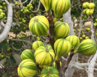 Tropic Sweet Apple Tree - Etsy