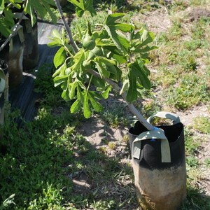 Fig Tree - Conadria Well Rooted Live Plant, Fruit Tree, Drought ...