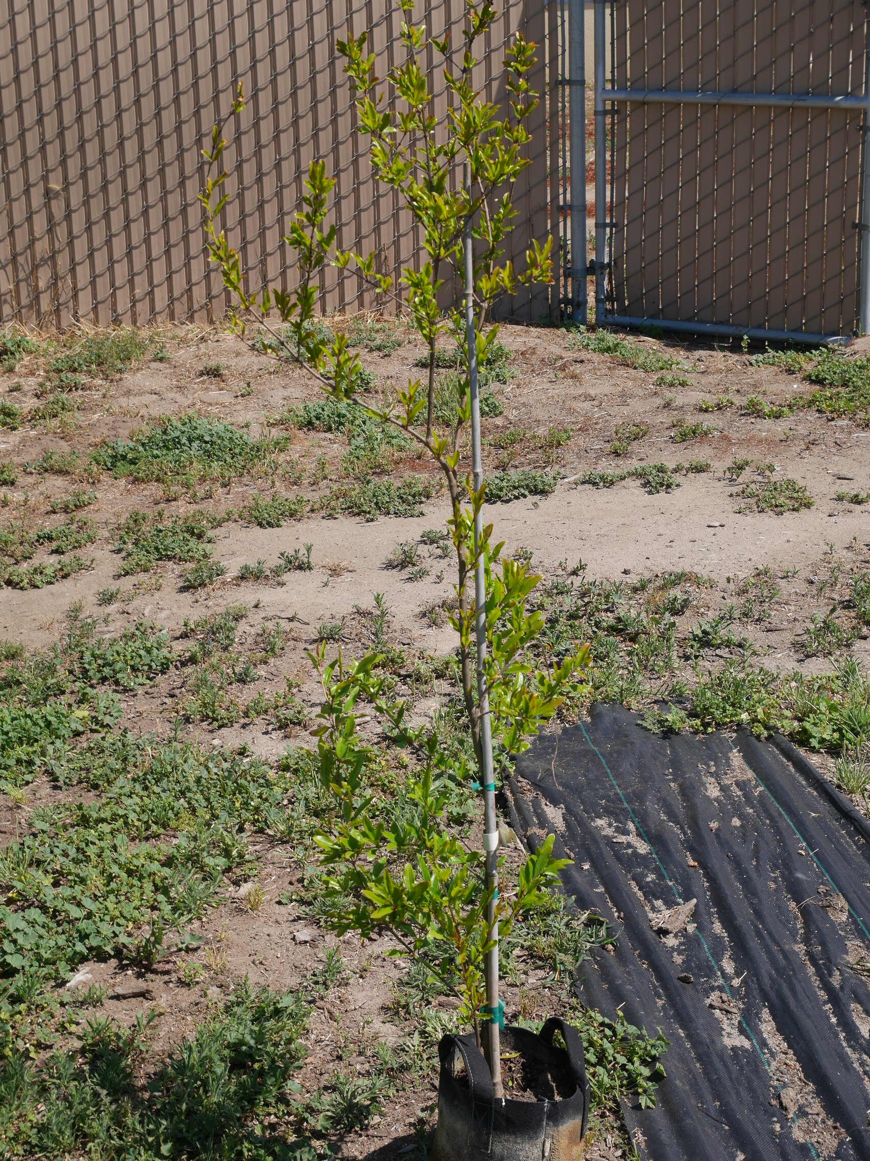 Eversweet Pomegranate Tree: Sweet, Seedless Fruit - Live Plant - Etsy