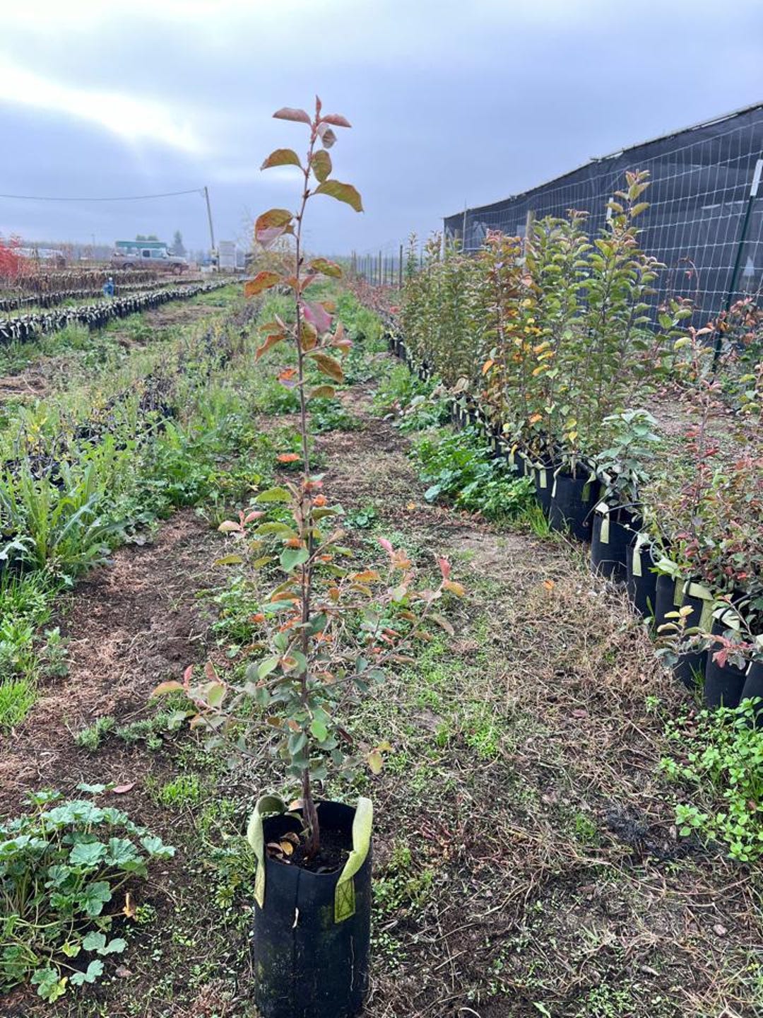 Apple Rootstock, Fruit Rootstock, Well Rooted Live Plant, Fruit Tree - Etsy