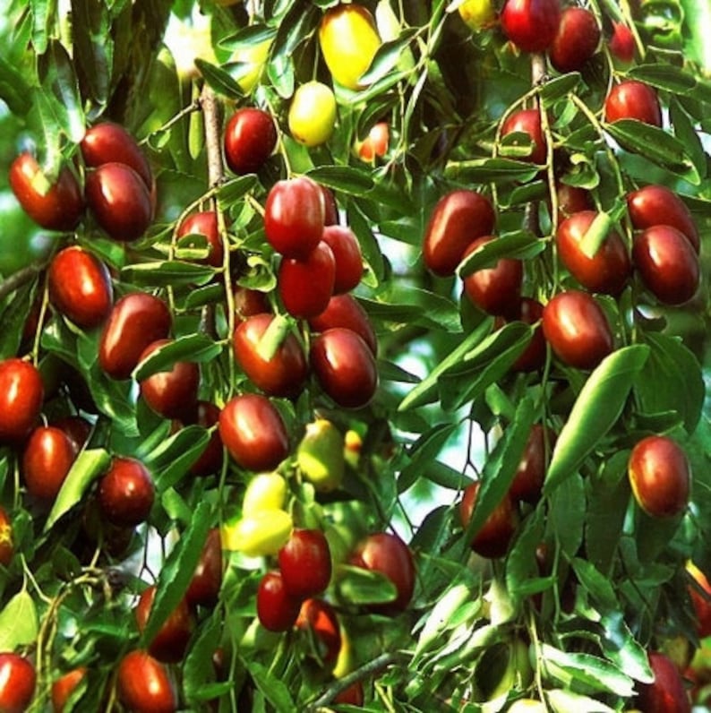 Jujube Tree - Seedling, Well Rooted Live Plant, Fruit Tree, Drought ...