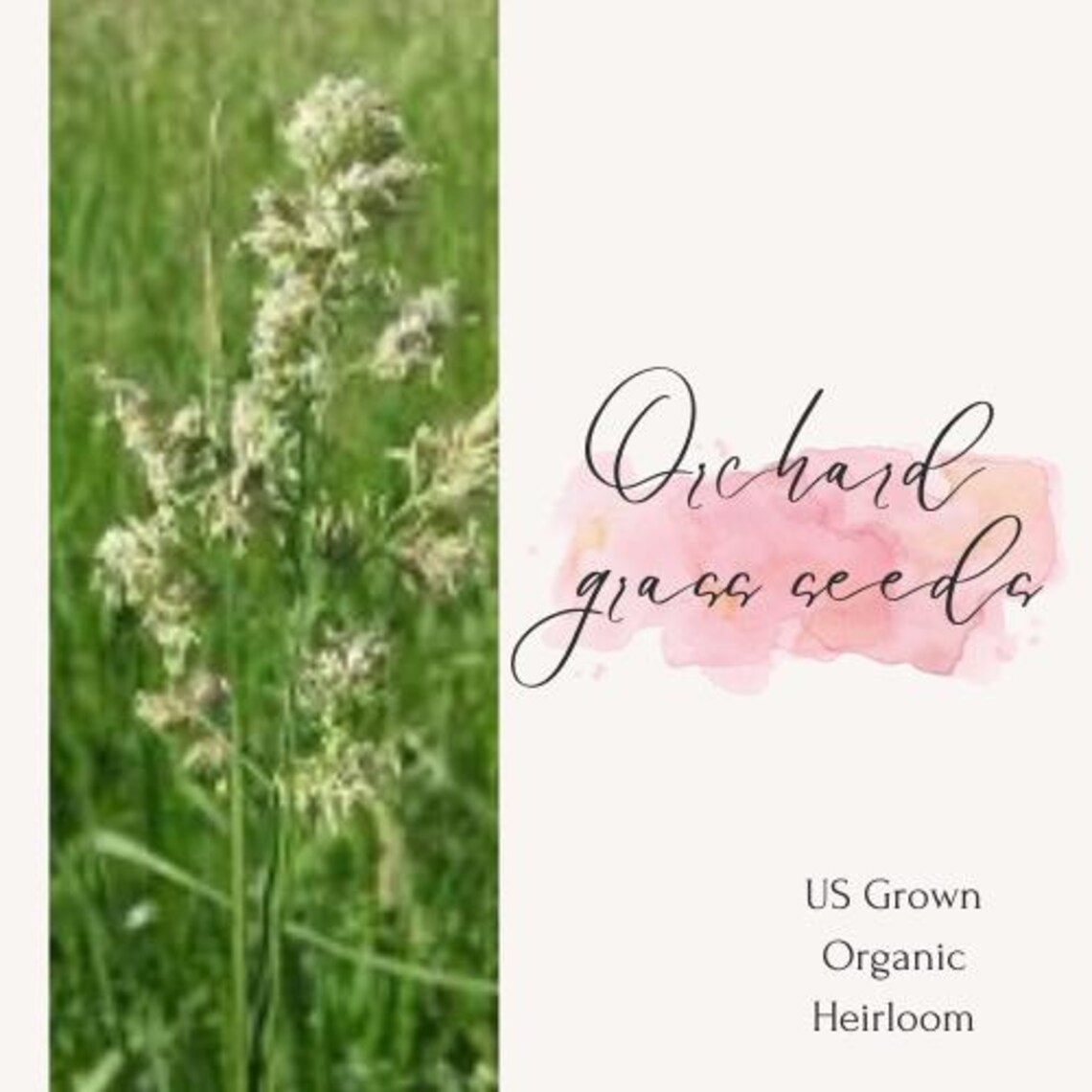 Orchard Grass VNS Heirloom Seeds, Non-gmo, Groundcover Seeds, Cover ...