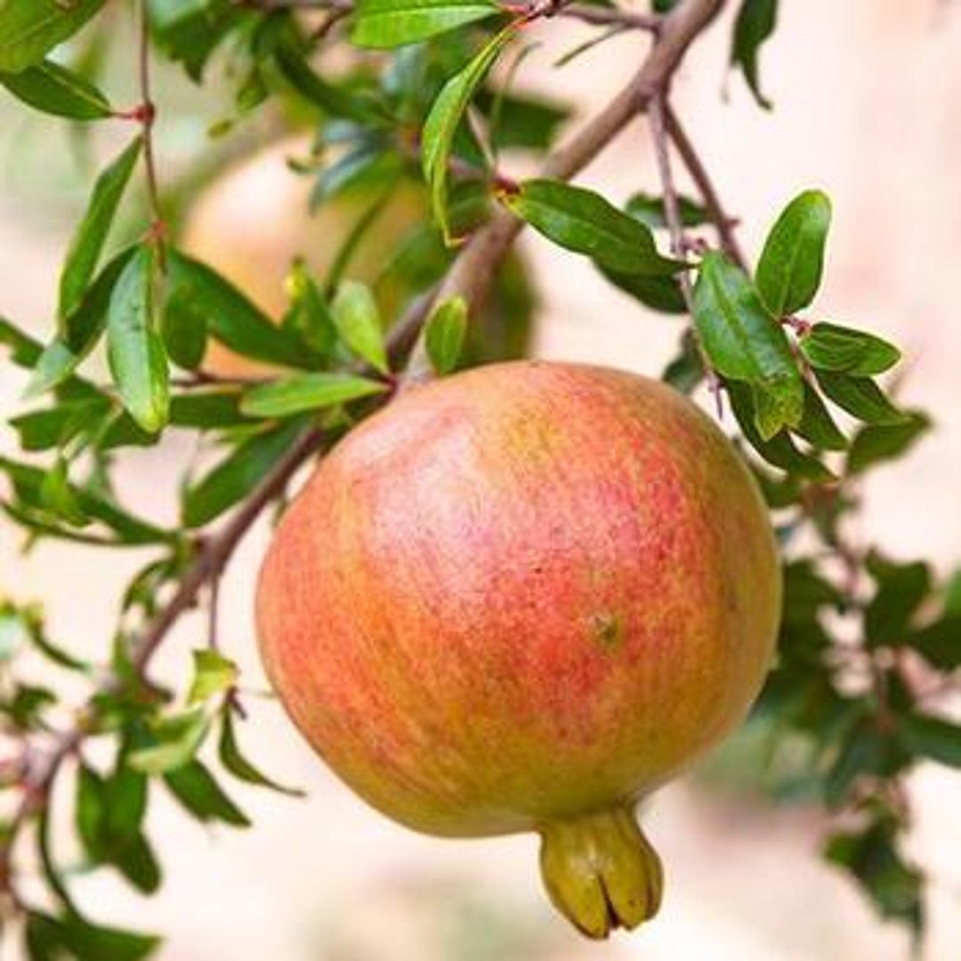 Pomegranate Tree - Ariana Well Rooted Live Plant, Outdoor/indoor Tree, Drought Tolerant Tree ...