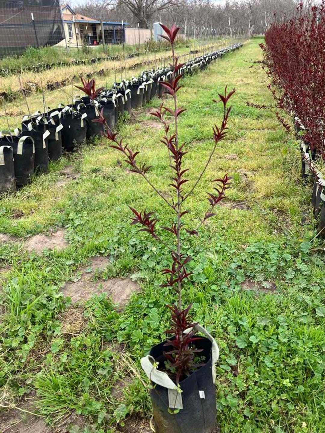 Peach Rootstock, Nemaguard, Fruit Rootstock, Well Rooted Live Plant ...