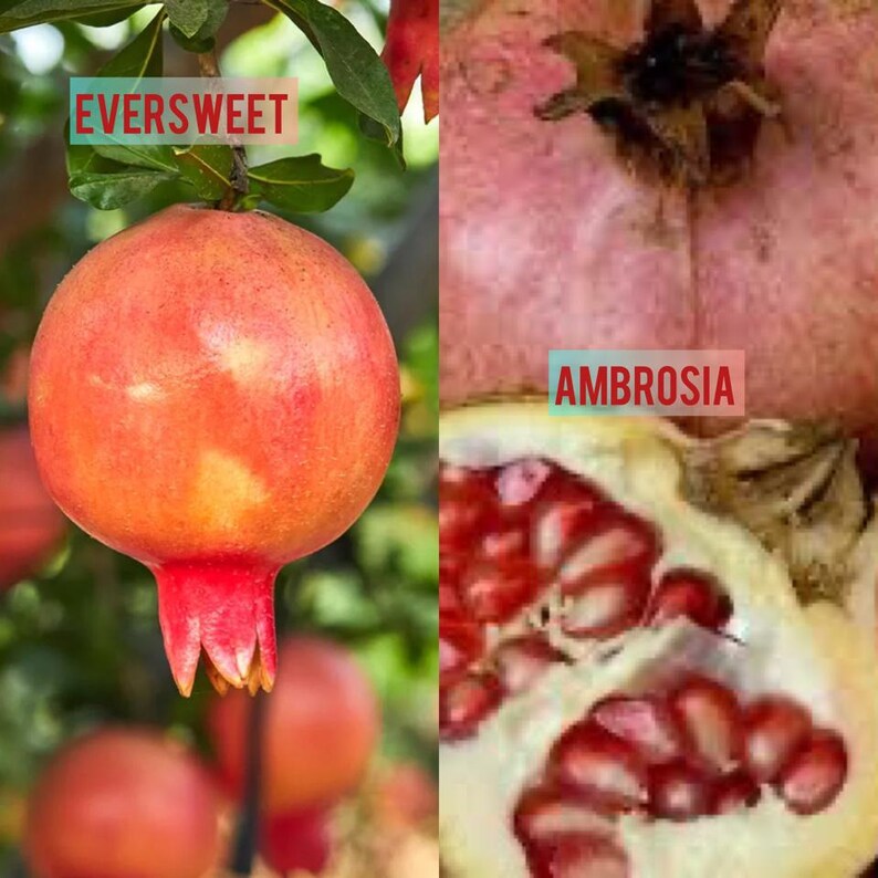Pomegranate Cuttings 12 Varieties Bundle - Etsy